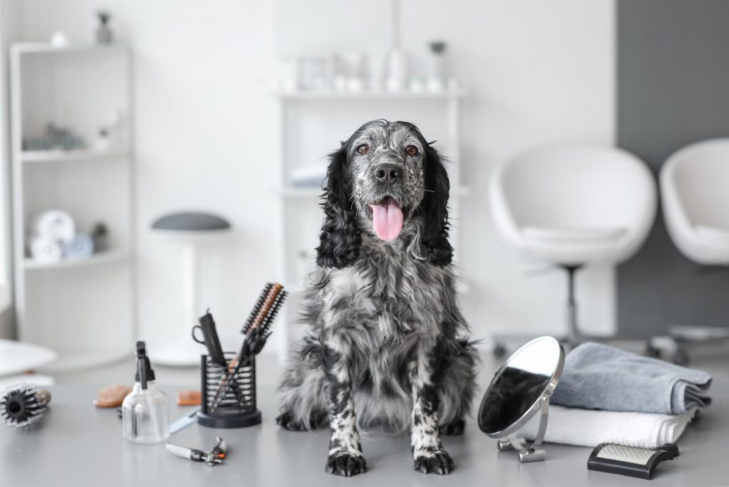 British School of Grooming – If you are looking to train in the dog ...